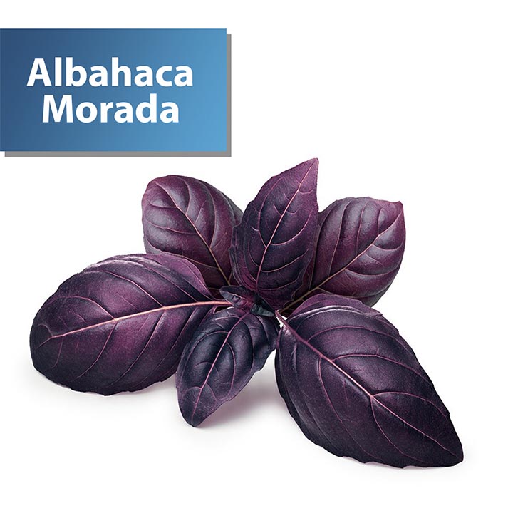 Albahaca Morada o Amethyst – JansonFarms